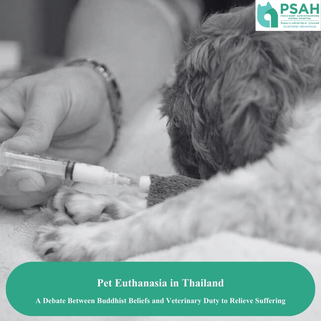 Pet Euthanasia in Thailand – eastbkkvet.com